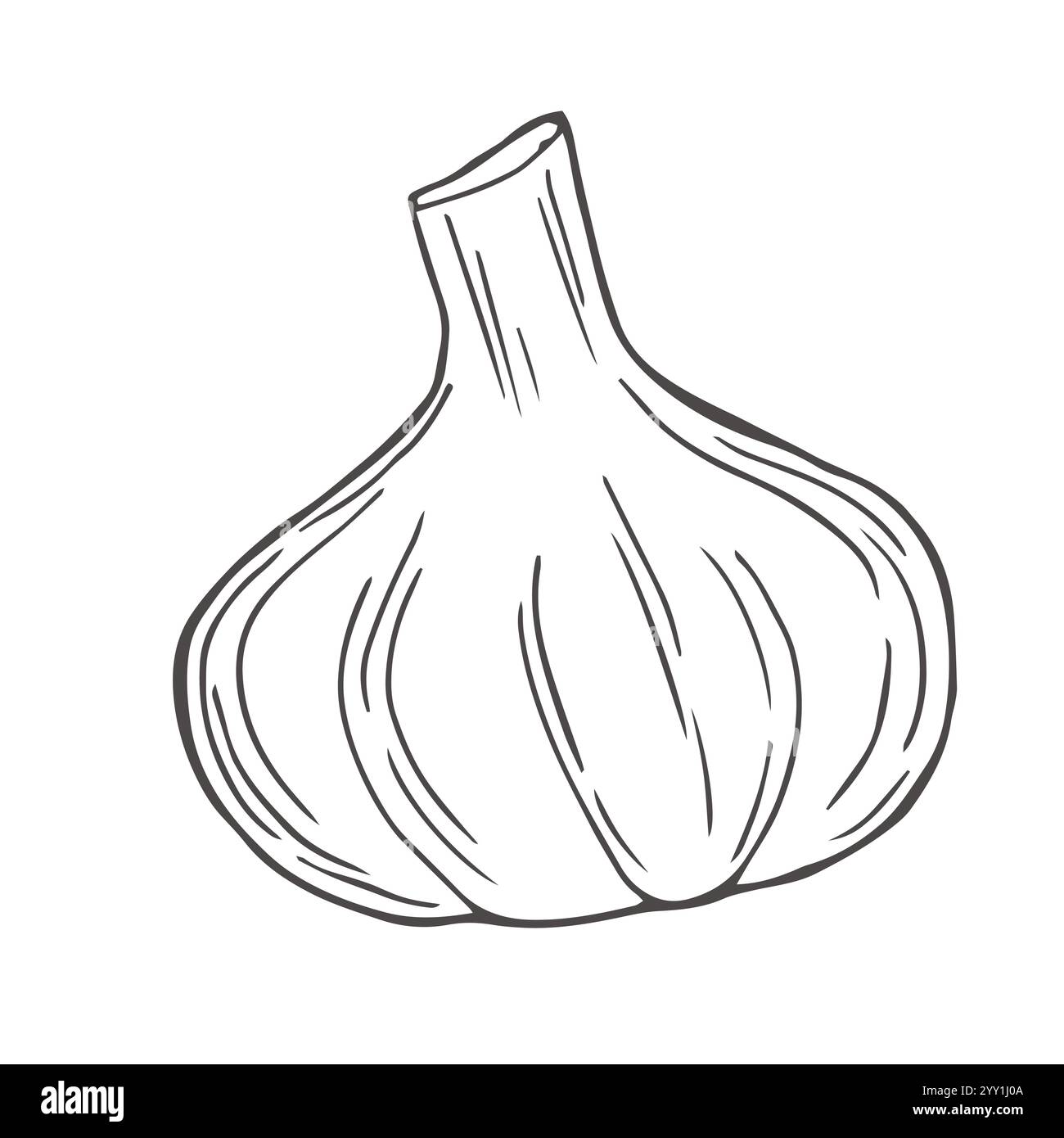 Garlic hand drawn vector illustration set. Isolated garlic, cloves ...