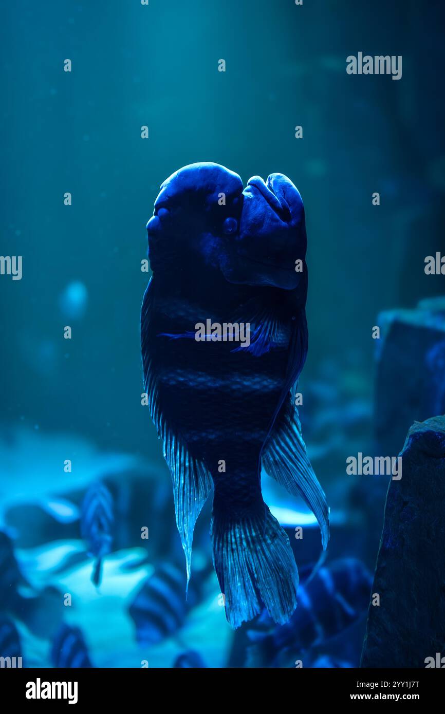 Fish Floating Up in Clear Blue Ocean Water, Serene Underwater Scene ...