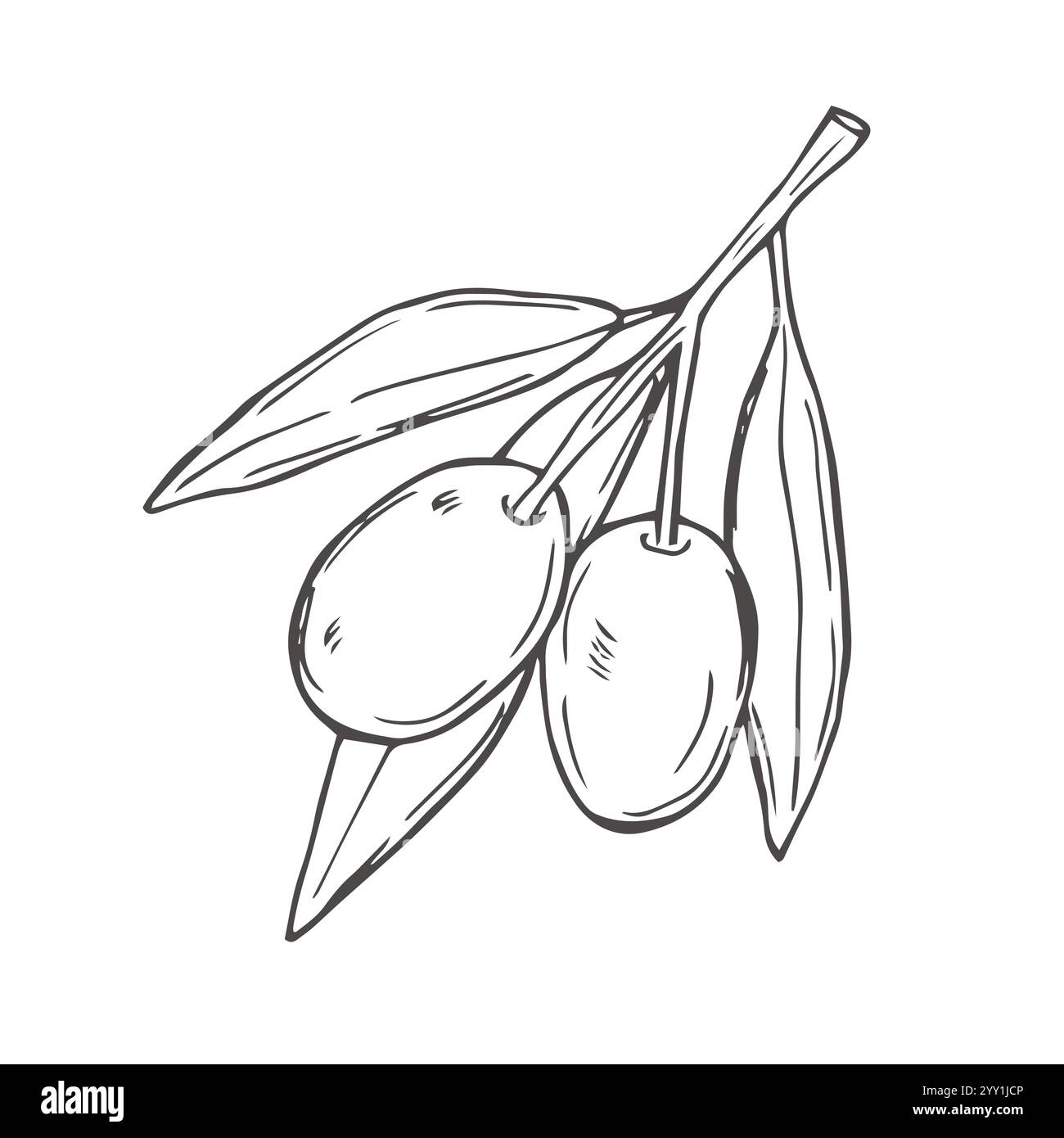 Olive hand drawn vector sketch set in doodle style isolated on white ...