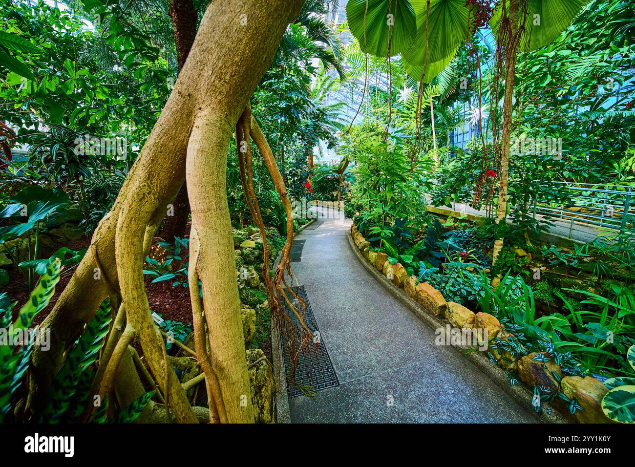 Lush Indoor Tropical Garden Pathway with Exposed Roots Eye-Level View ...