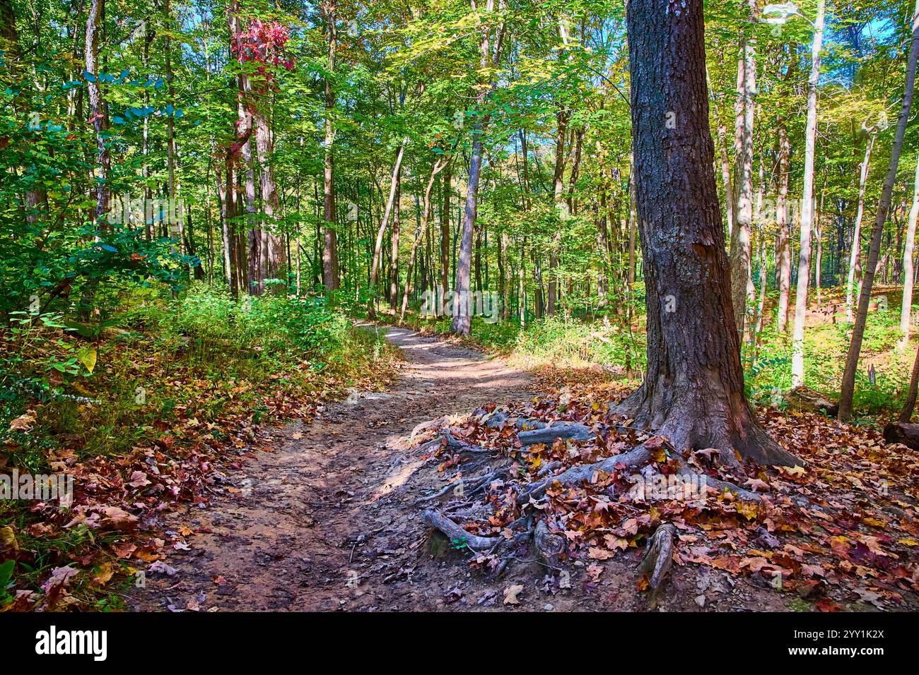 Autumn Forest Path Mt Airy with Eye Level Perspective Stock Photo - Alamy
