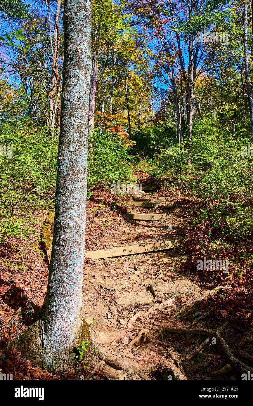 Serene Mt. Airy Forest Trail with Sunlit Path Eye Level Perspective ...