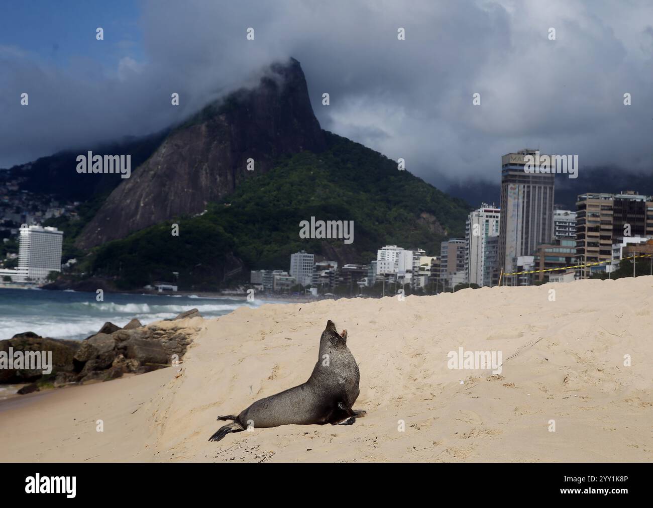 Rio De Janeiro, Brazil. 18th Dec, 2024. A young male sea wolf, likely ...