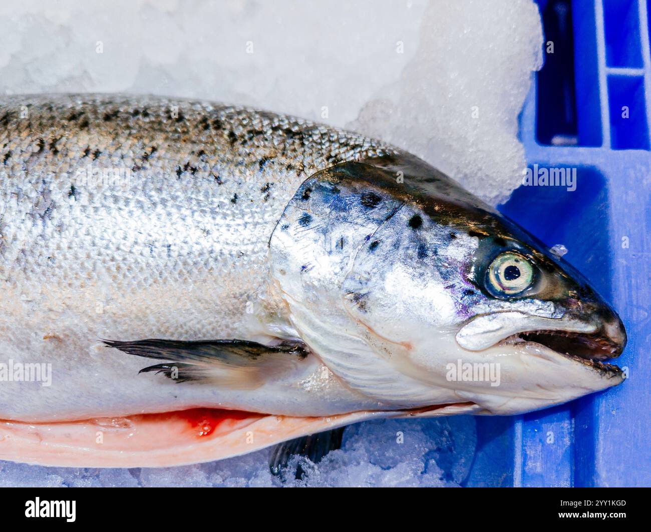 Counter in fish market. Farmed Salmo. Madrid Stock Photo - Alamy