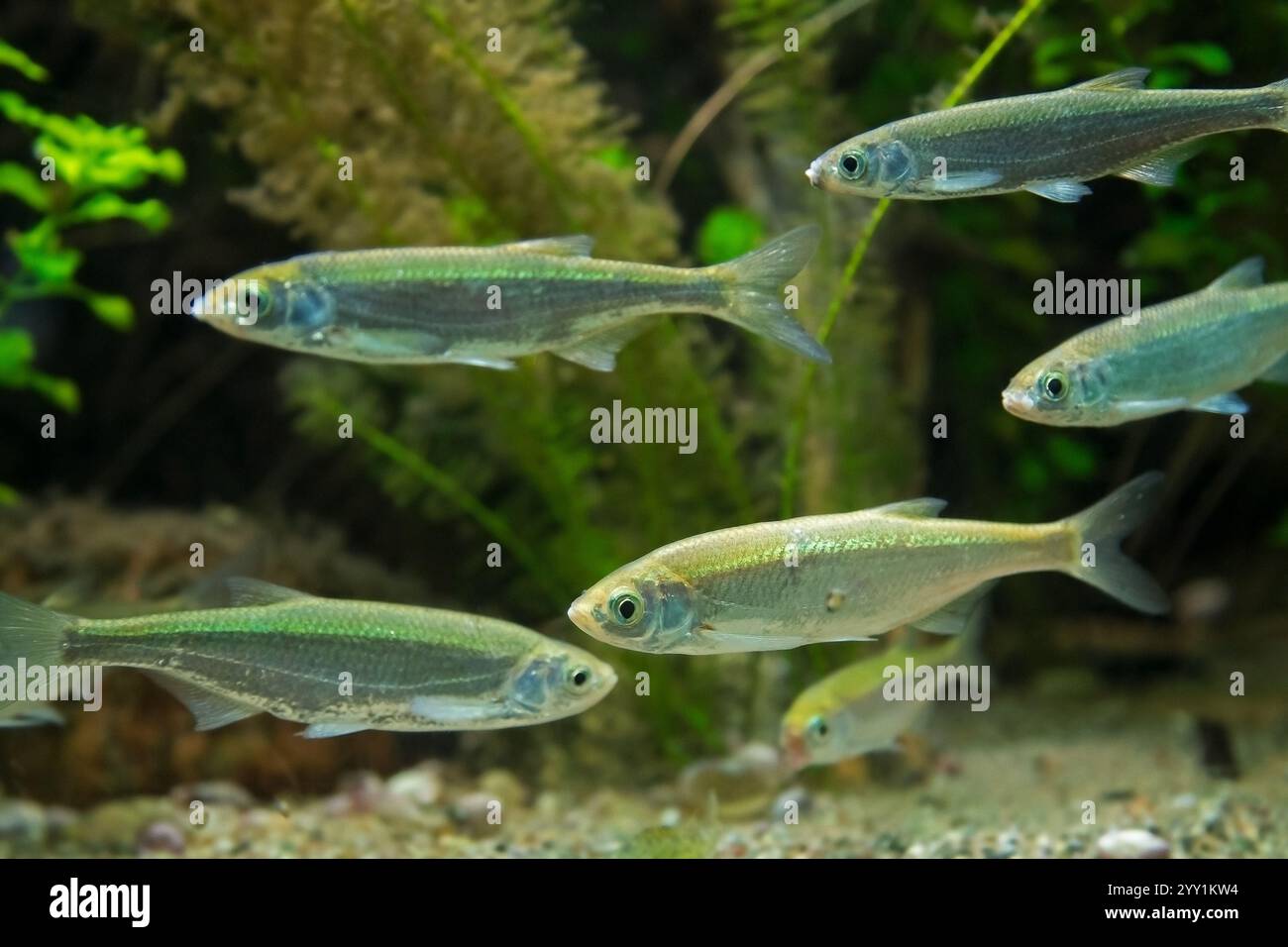 Shoal of common bleaks (Alburnus alburnus / Cyprinus alburnus ...