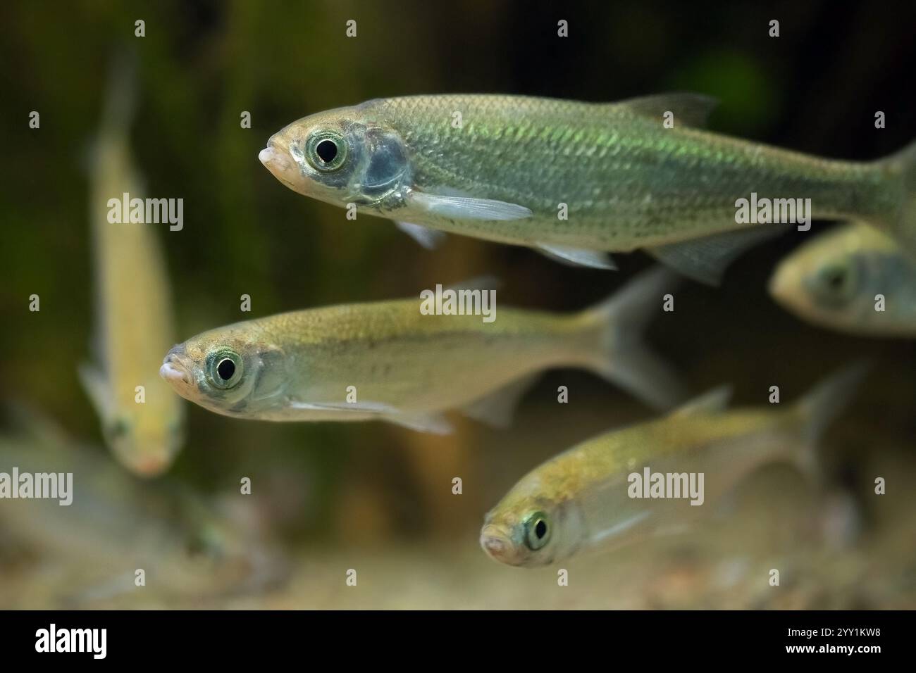 Shoal of common bleaks (Alburnus alburnus / Cyprinus alburnus ...