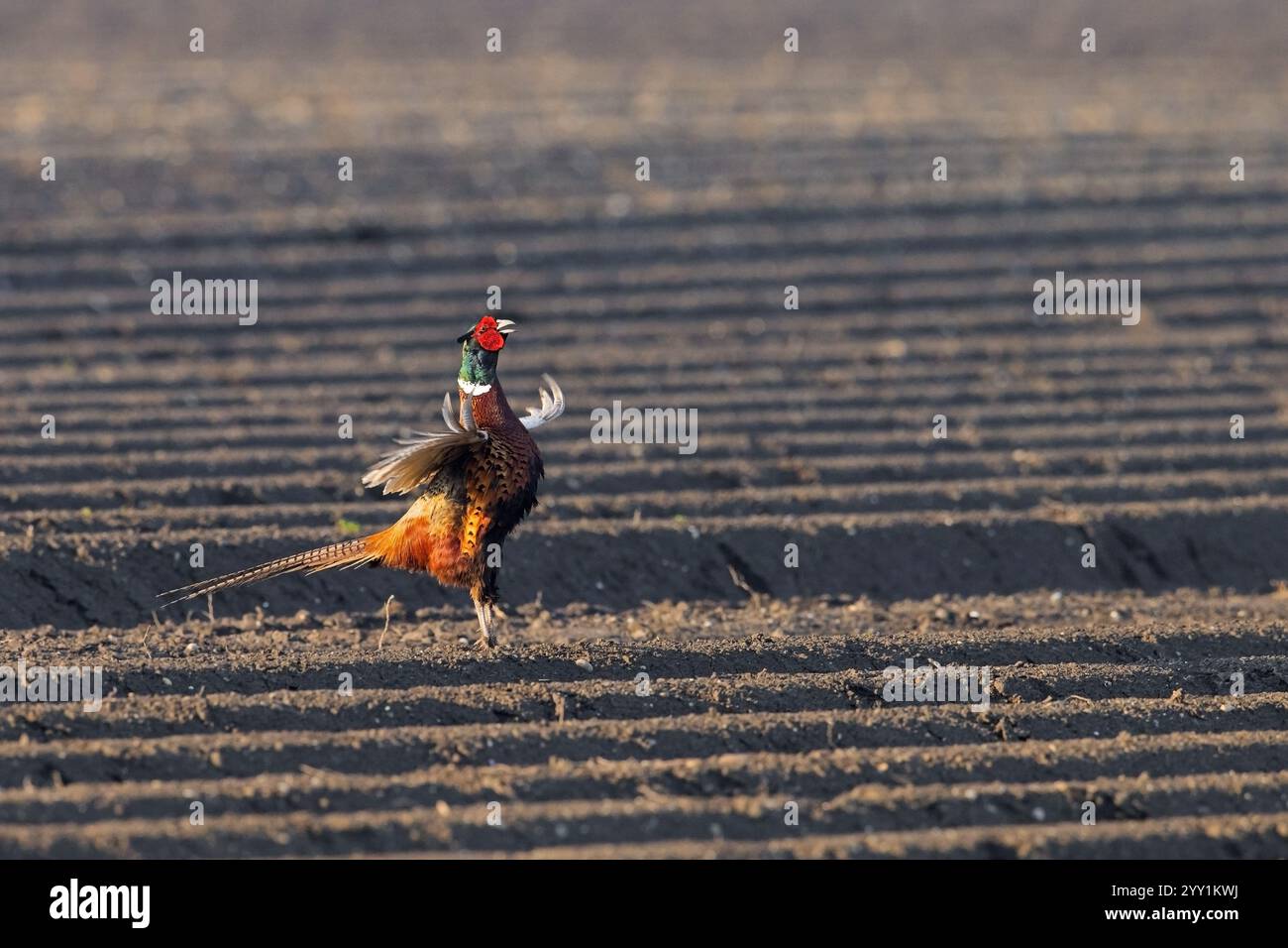 Common pheasant / ring-necked pheasant (Phasianus colchicus) male / cock flapping wings on ...