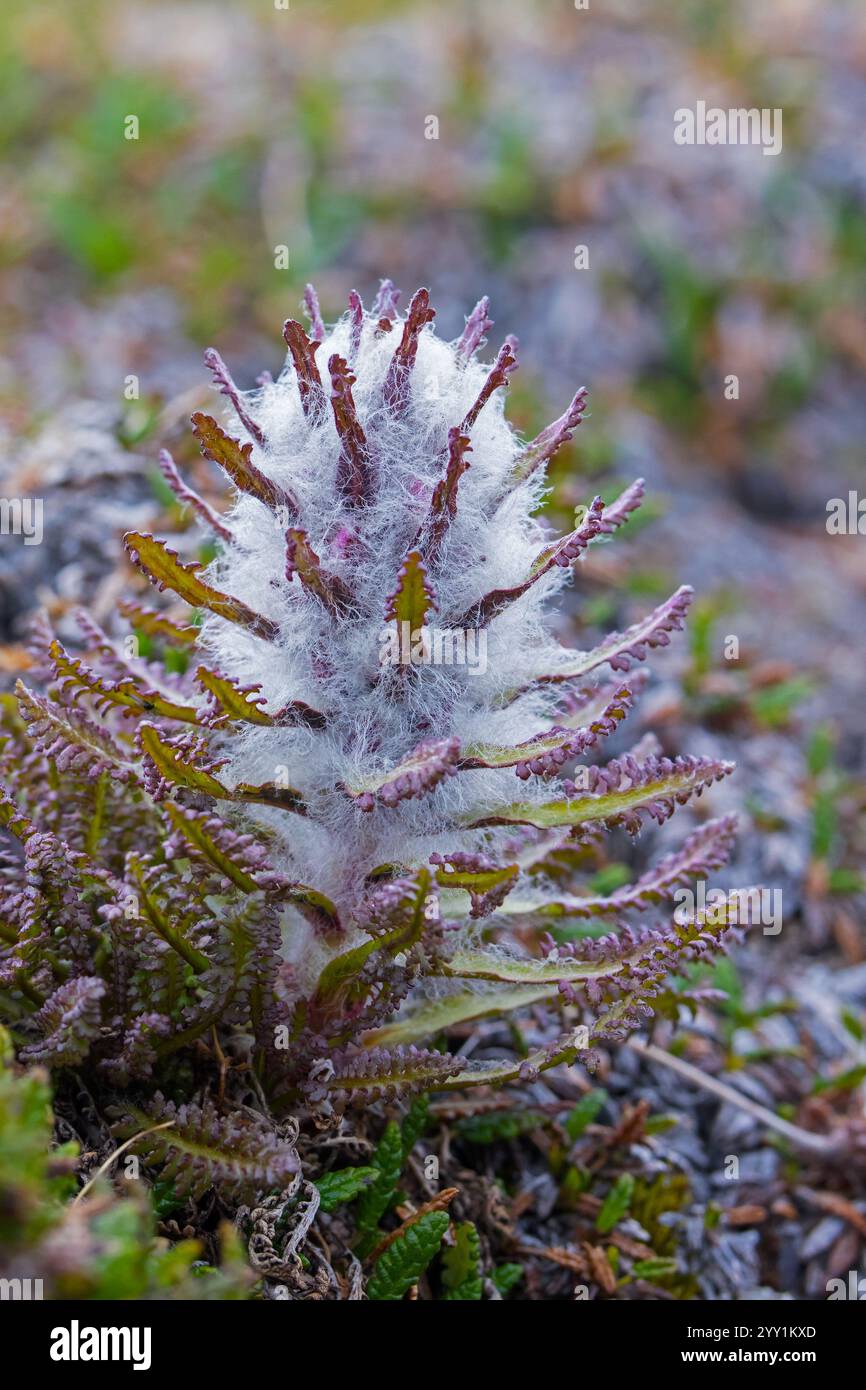 Woolly lousewort / Arctic hairy lousewort (Pedicularis dasyantha ...