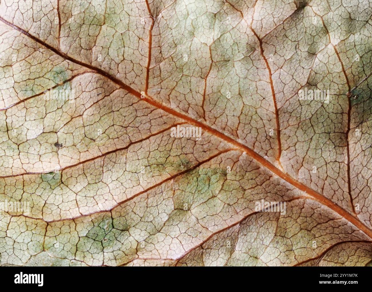 Close-up of the natural leaf structure of a red rose with fine veins ...