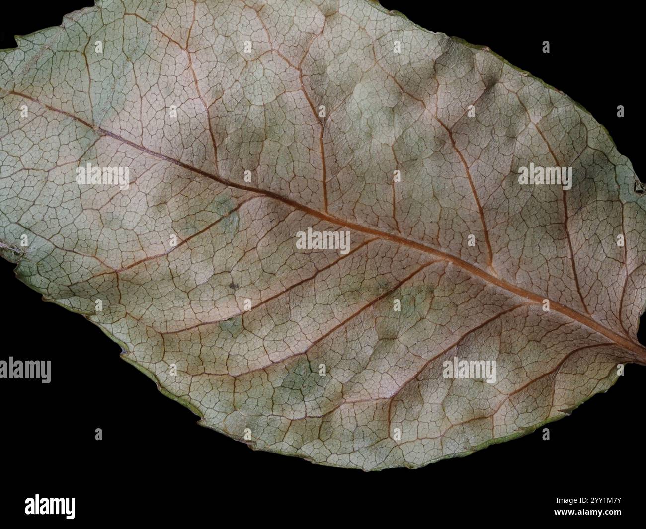 Close-up of the natural leaf structure of a red rose with fine veins ...