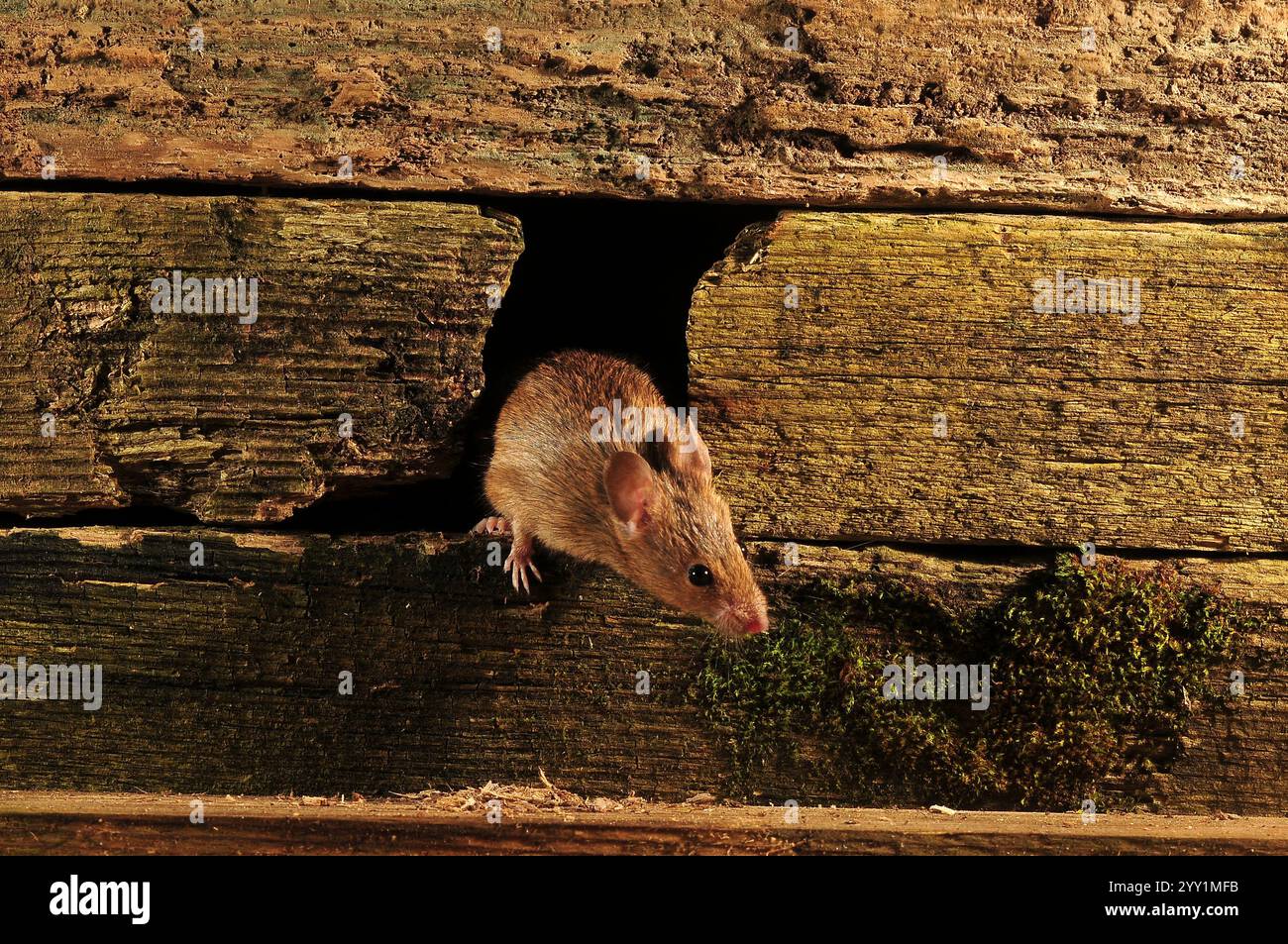 Adult house mouse Dorset, UK Stock Photo - Alamy