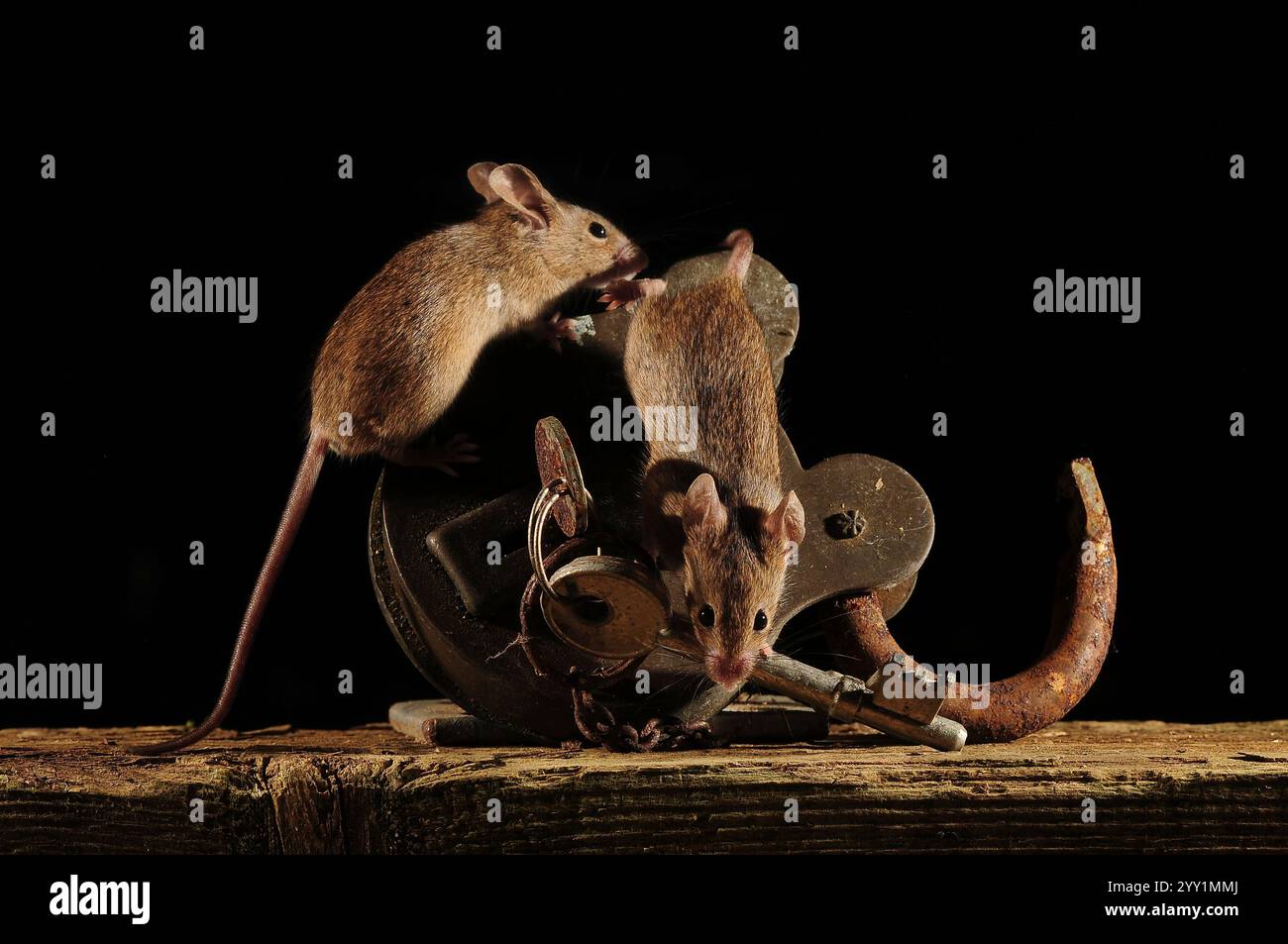 Adult house mice Dorset, UK Stock Photo - Alamy