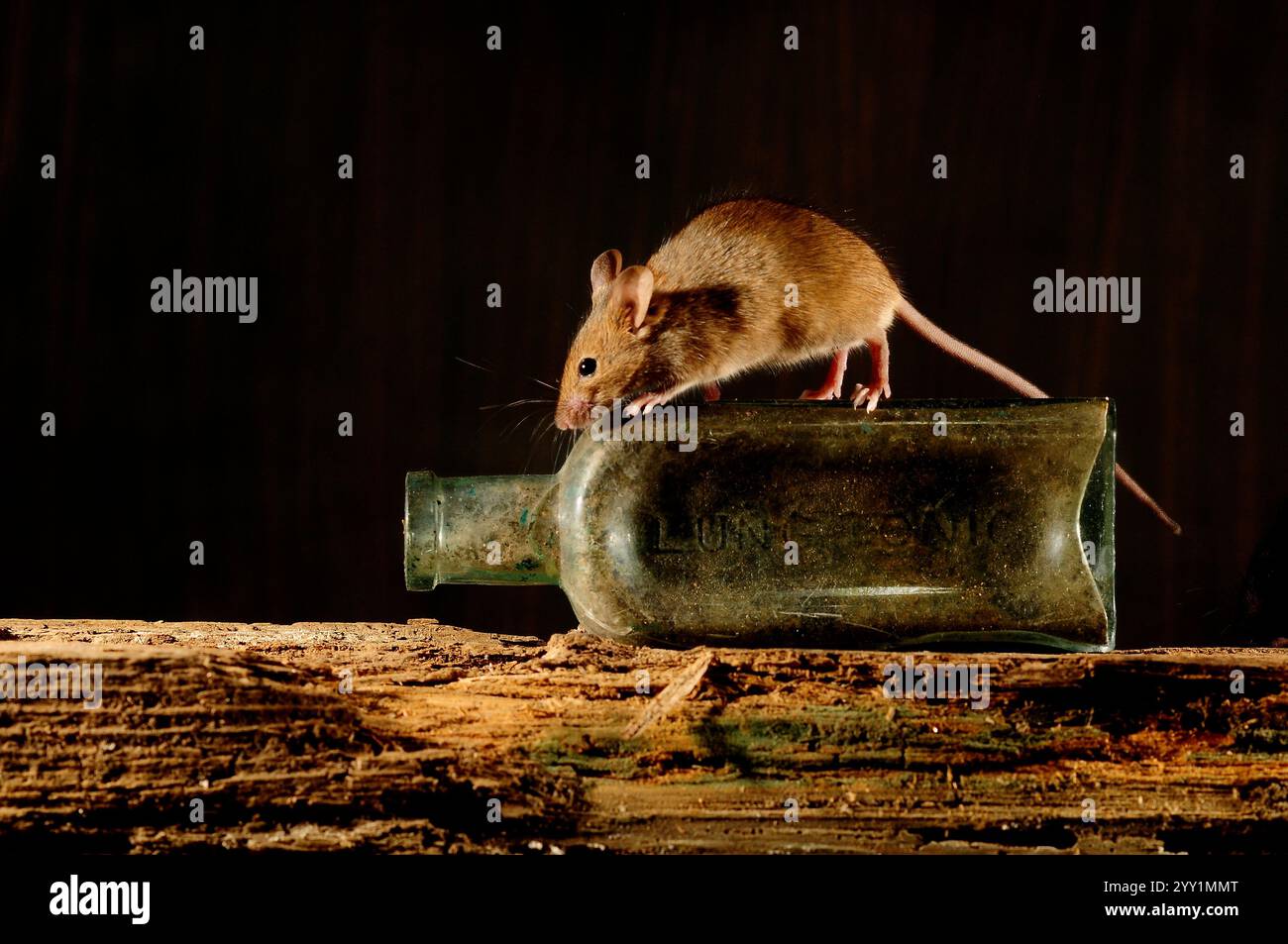 Mice house infestation hi-res stock photography and images - Alamy