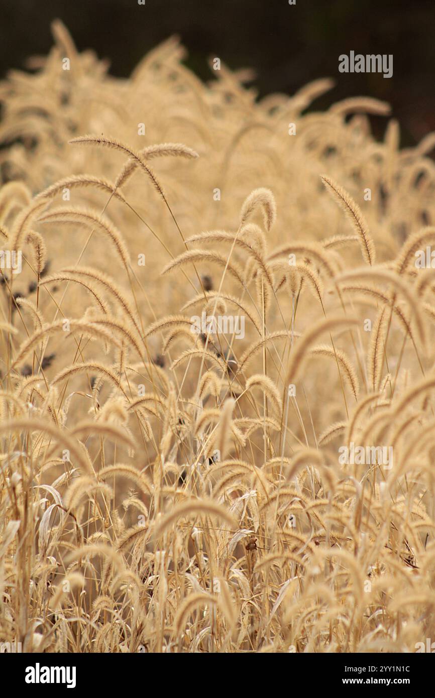 Dry habitat high grasses hi-res stock photography and images - Alamy