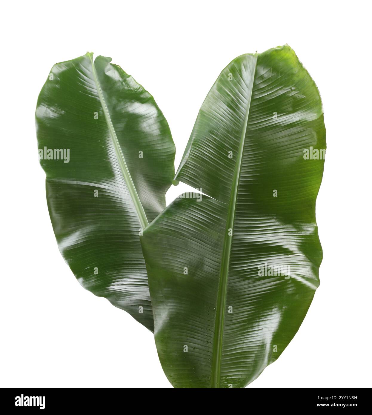 Fresh green banana tree leaves isolated on white Stock Photo - Alamy