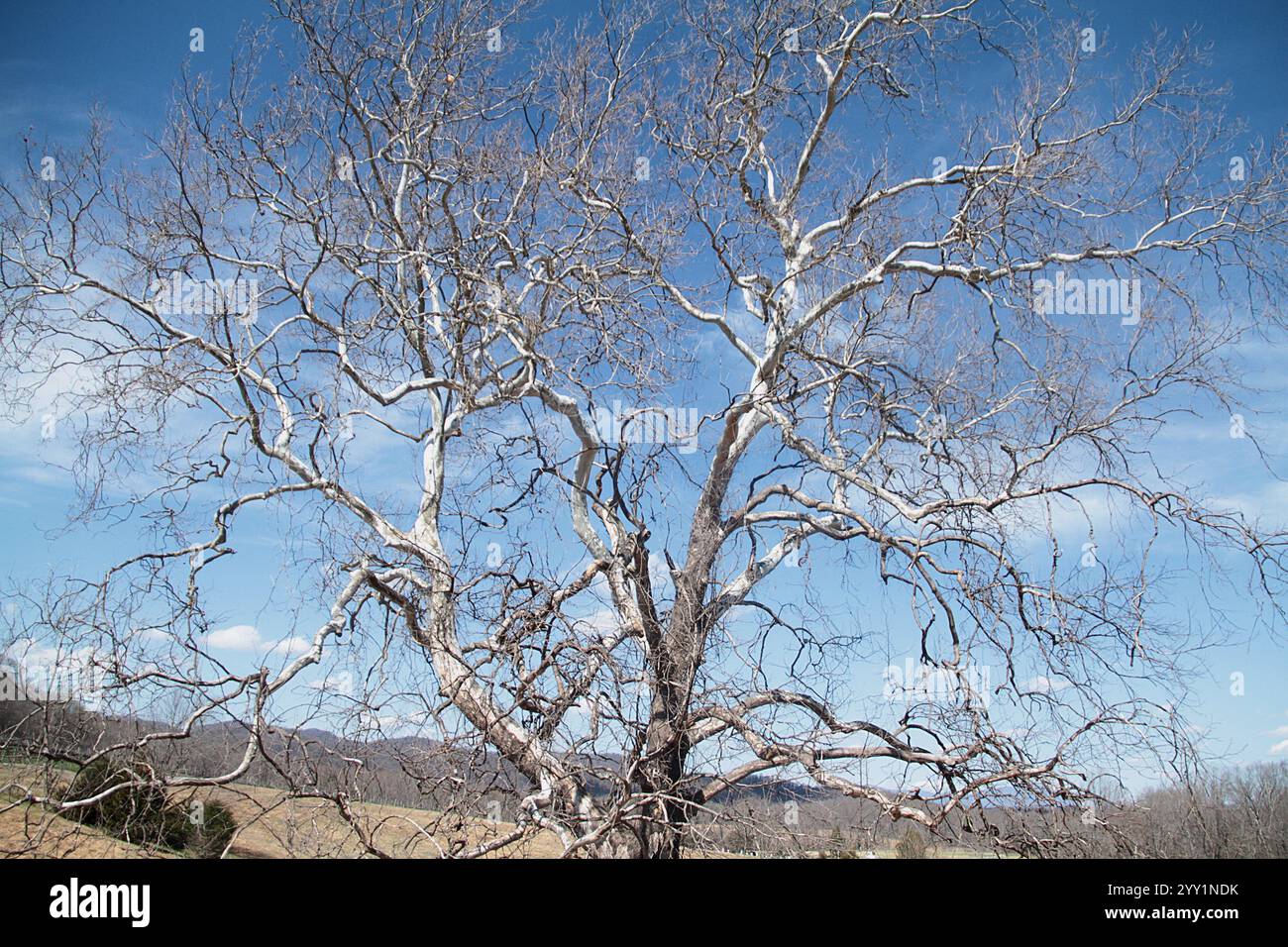Virginia, USA. View of the crown of a large Sycamore tree in early ...