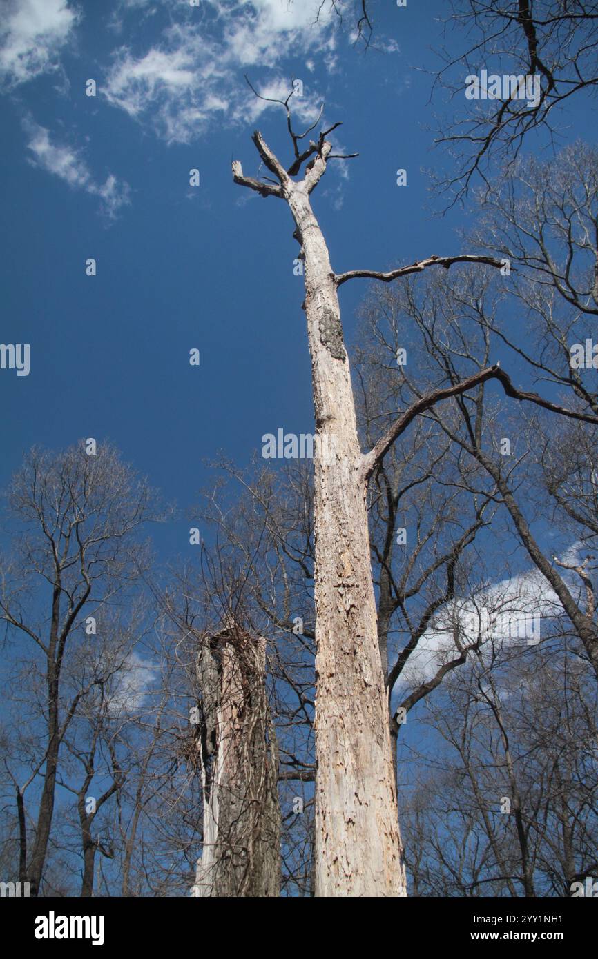 Old tree still standing hi-res stock photography and images - Alamy
