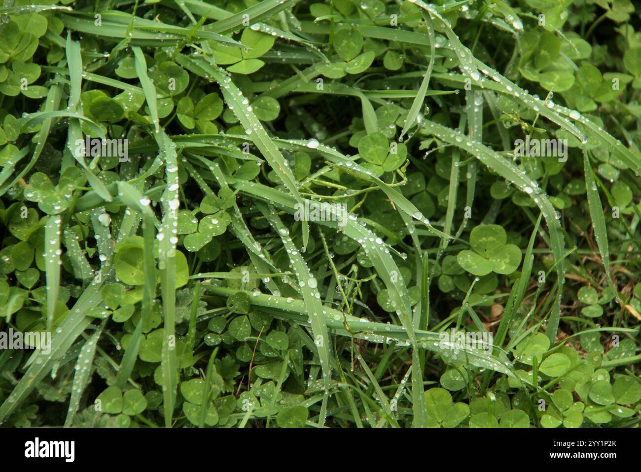 Crabgrass hi-res stock photography and images - Alamy