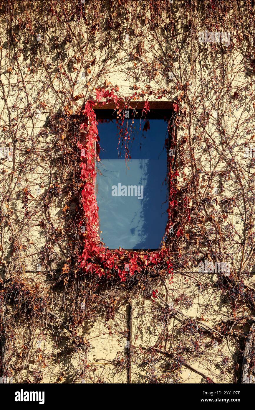 Cortefranca (Bs), Italy, a window with ivy with autumn colors Stock ...