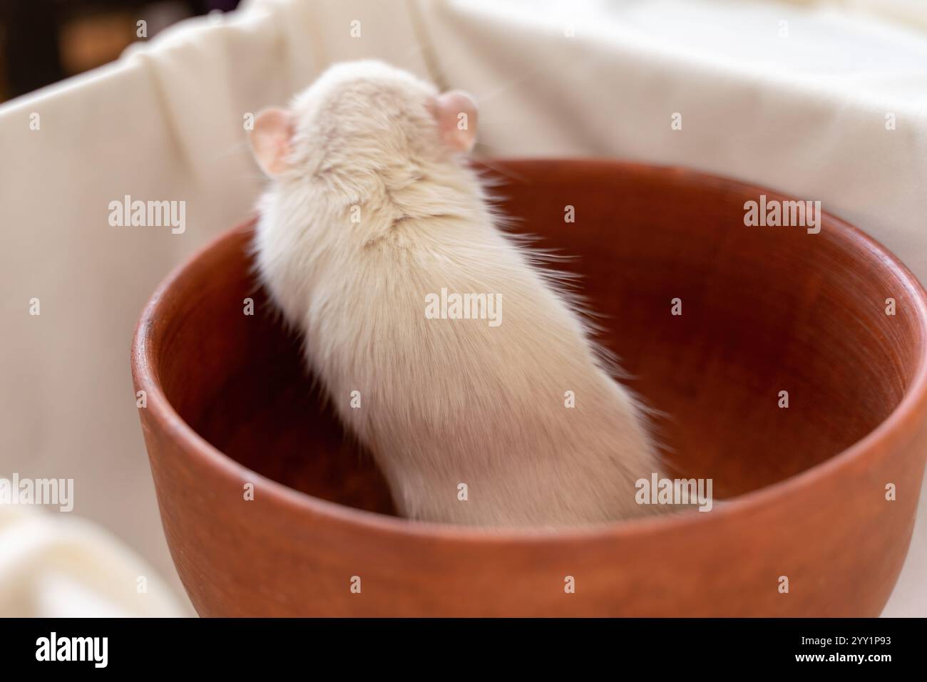 The head of a white rat on a white background, she sits in a clay plate ...