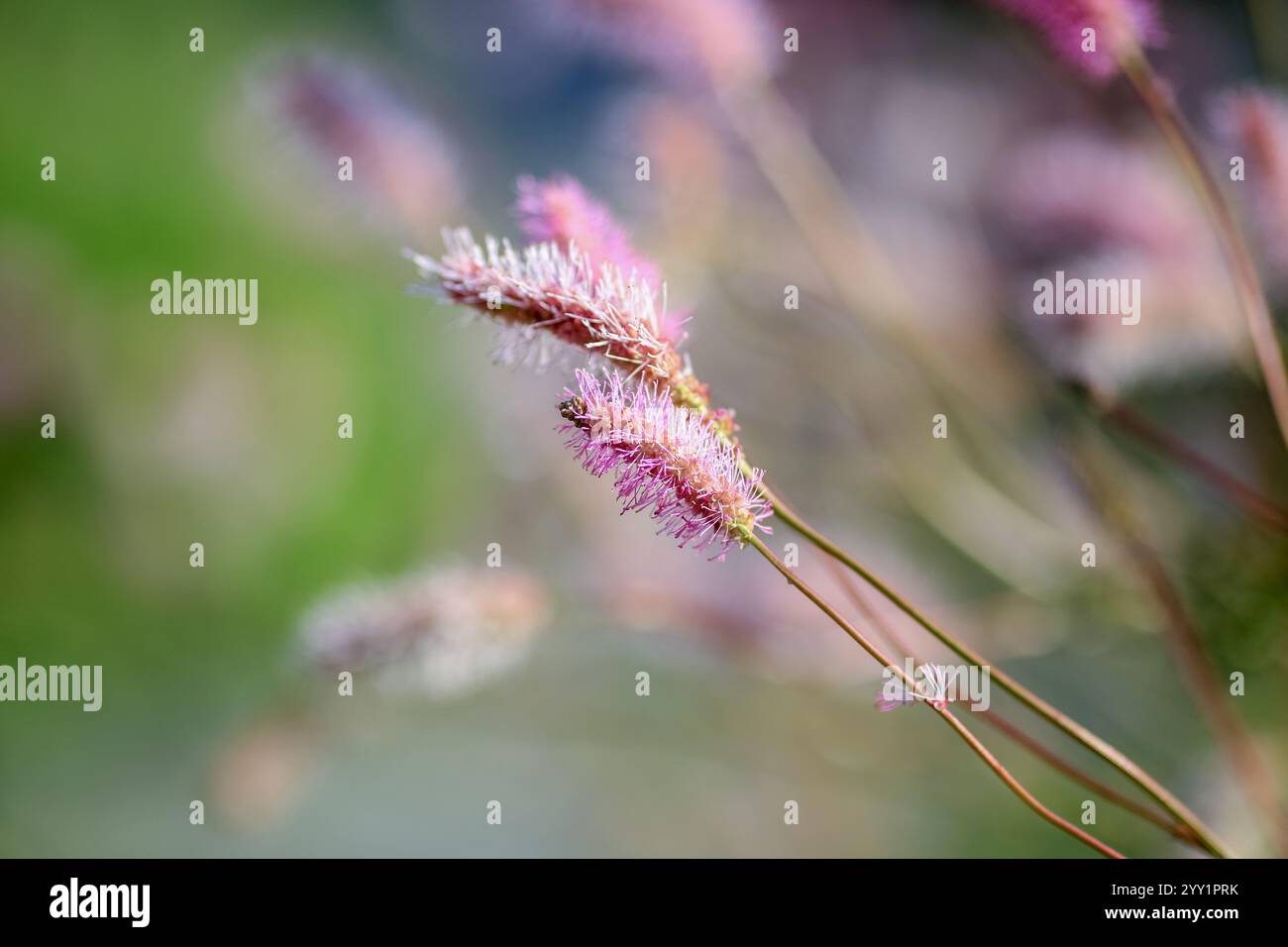Sanguisorba obtusa is a perennial herb with pink bottle-brush flowers ...
