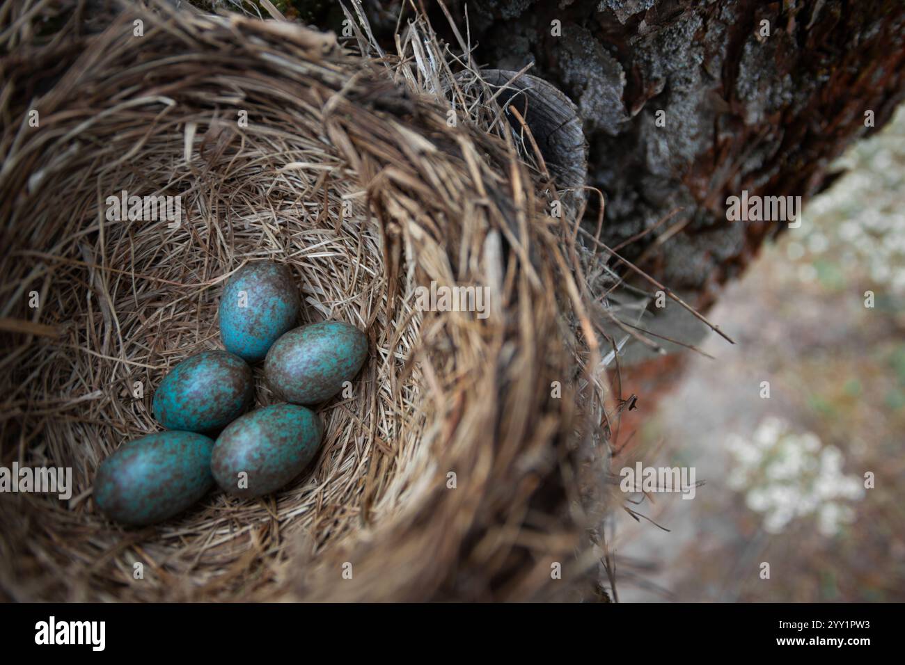 Close-Up of Common Blackbird (Turdus merula) Nest with Five Blue ...