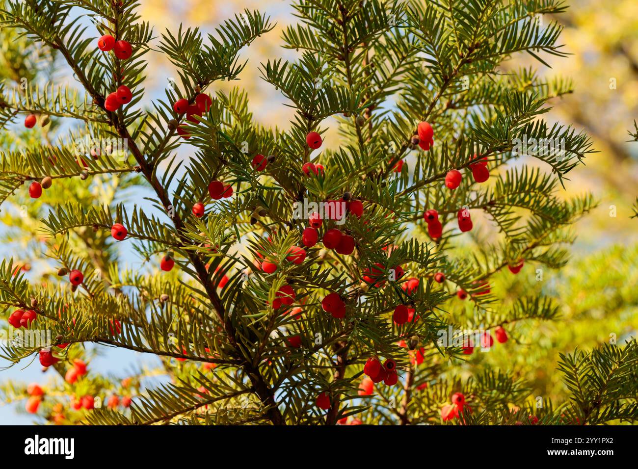 Red berries growing on evergreen yew tree in sunlight, European yew ...