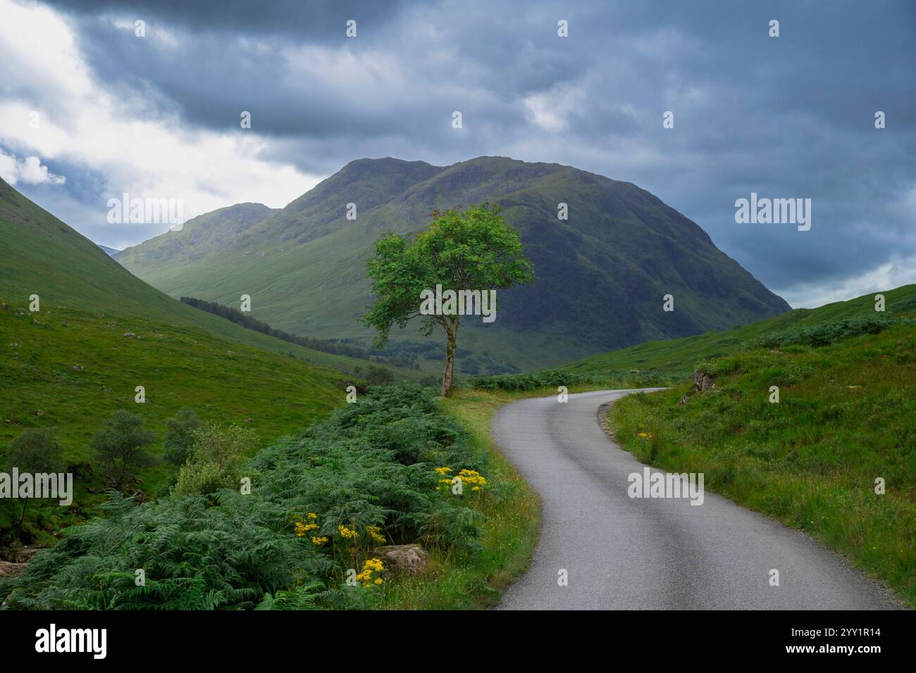 Lone Tree at Glen Etive Viewpoint on A82, Iconic Skyfall Filming ...