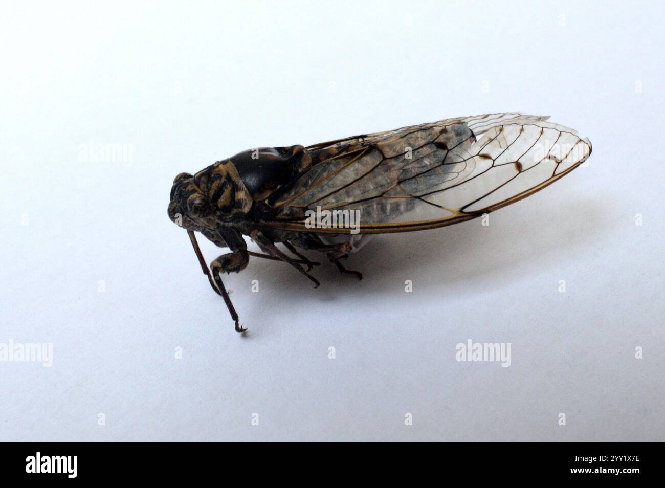 Detailed image of a cicada Stock Photo - Alamy