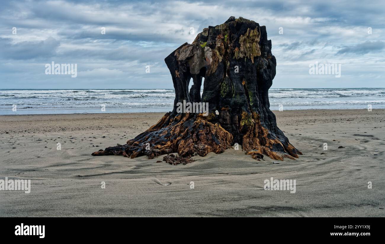 Remains of a huge tree on a deserted beach at Little Wanganui on the ...