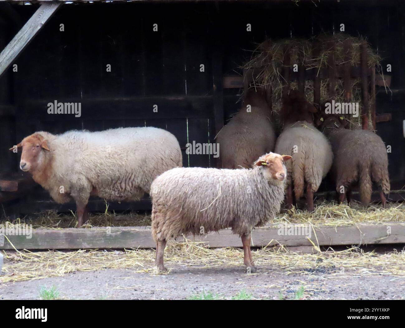...wer nicht liegt oder doest - der steht oder futtert leckeres Heu ...