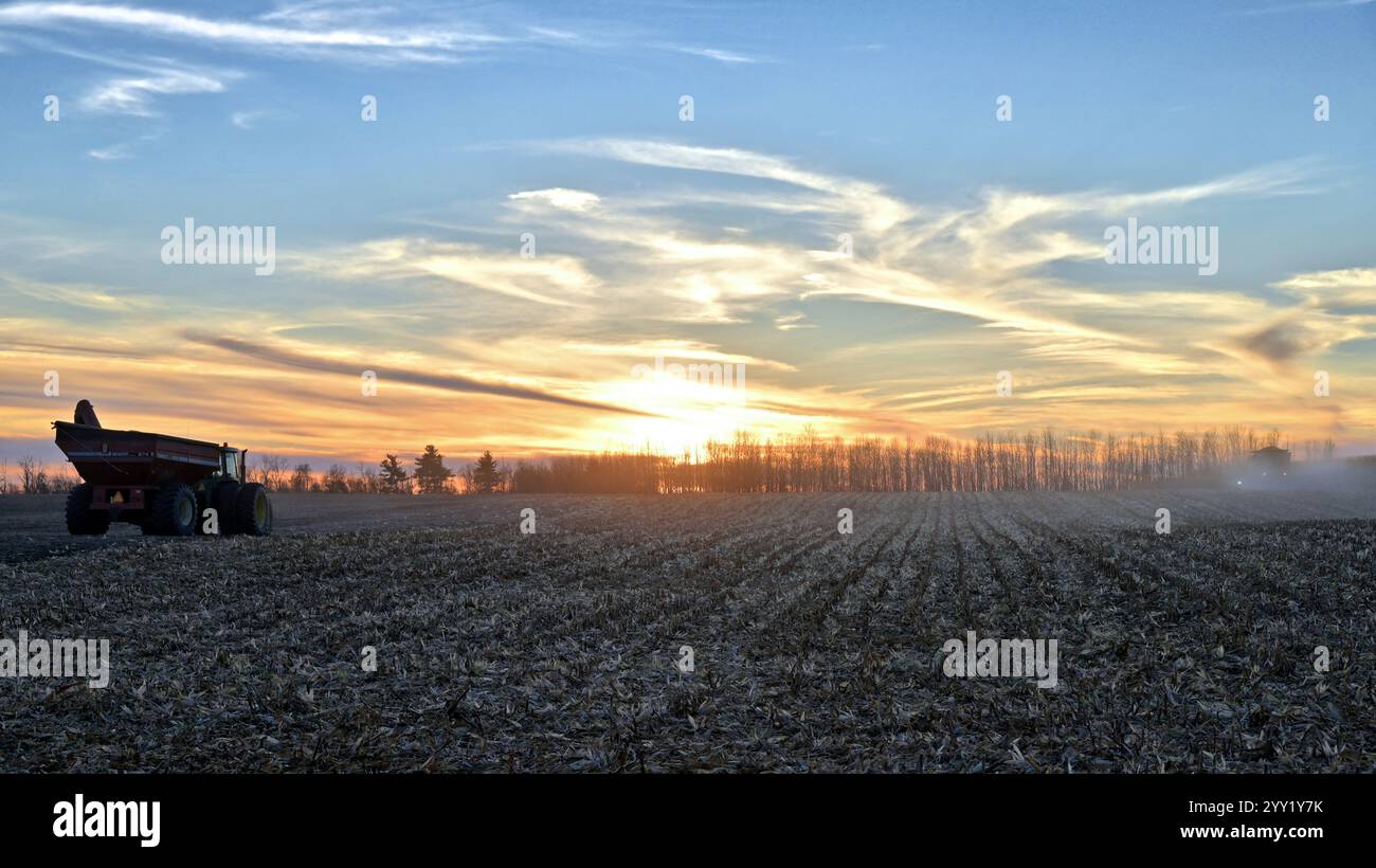 Silhouette of a combine harvester on the corn field at sunset Stock ...
