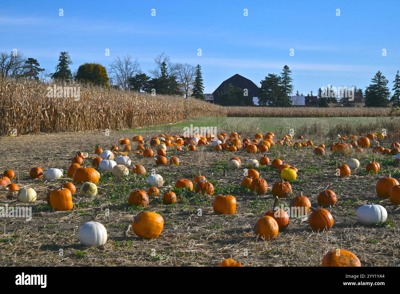 Corn field zoom hi-res stock photography and images - Alamy