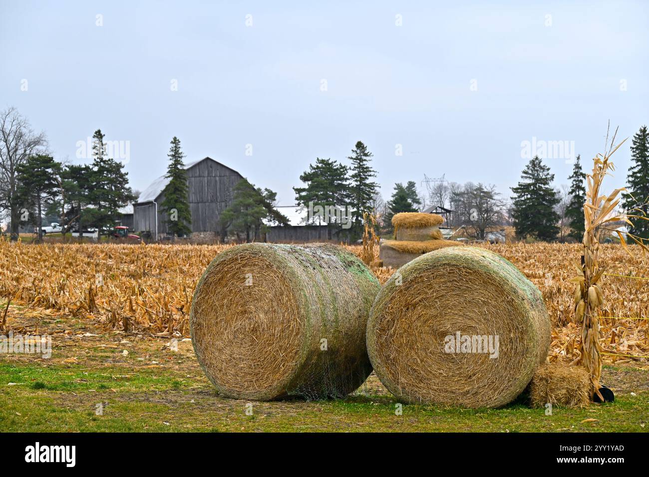 Harvested corn field with hay rolls Stock Photo - Alamy