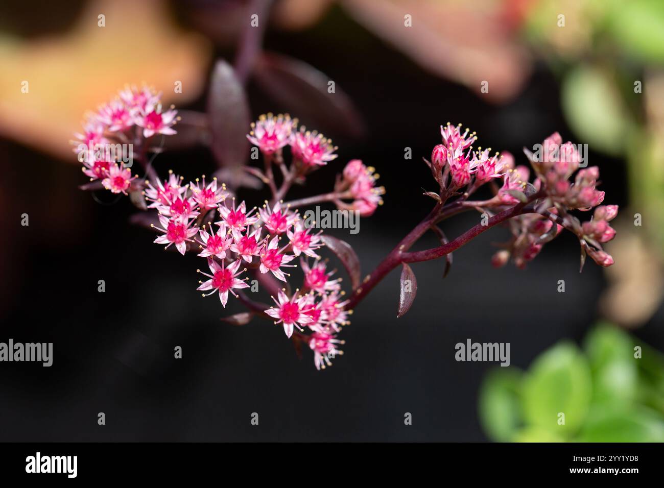 Pink star shaped flowers and dark purple foliage of the succulent Sedum ...