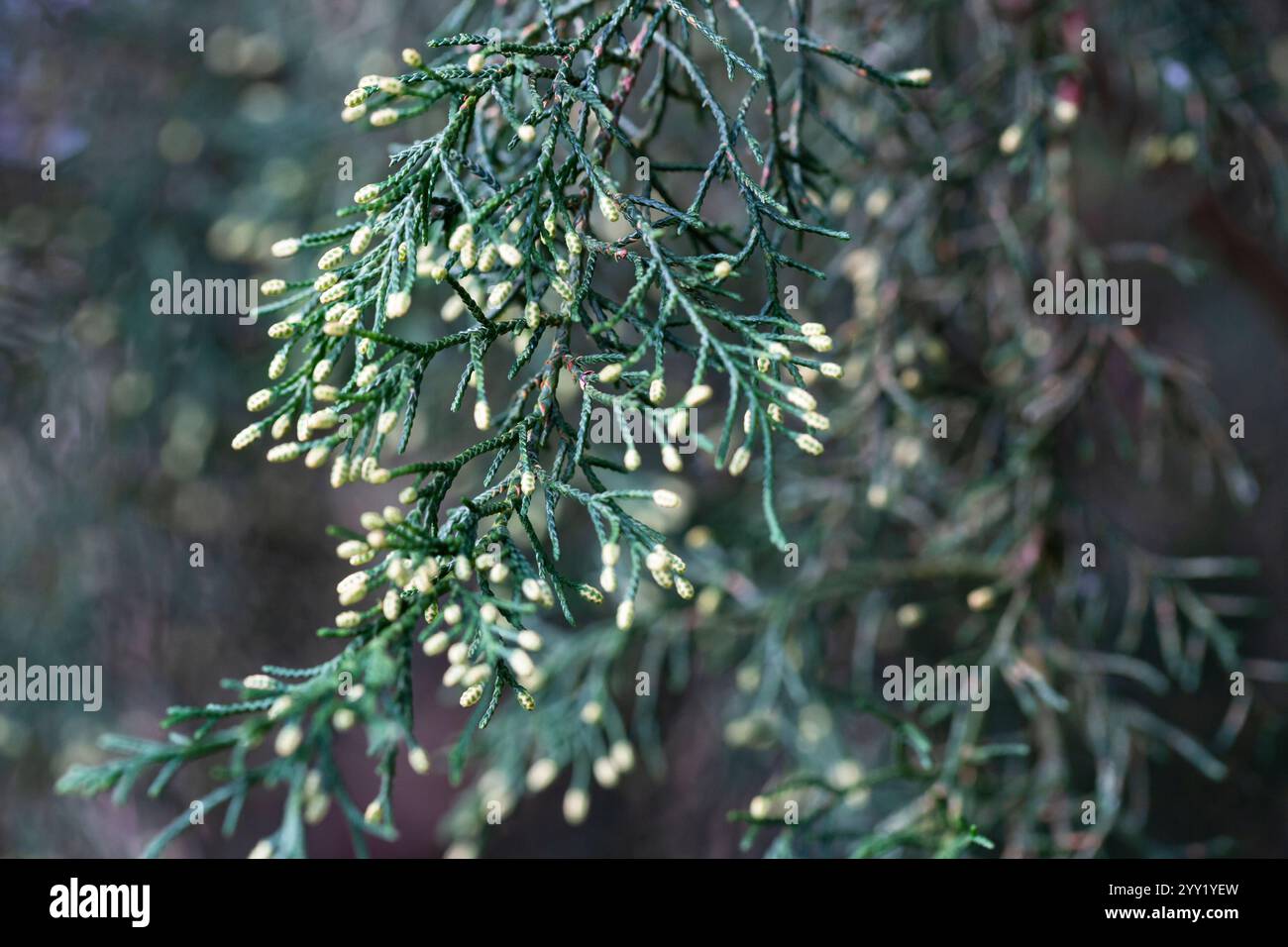 Green Juniperus excelsa, the Greek juniper evergreen tree branch fur ...
