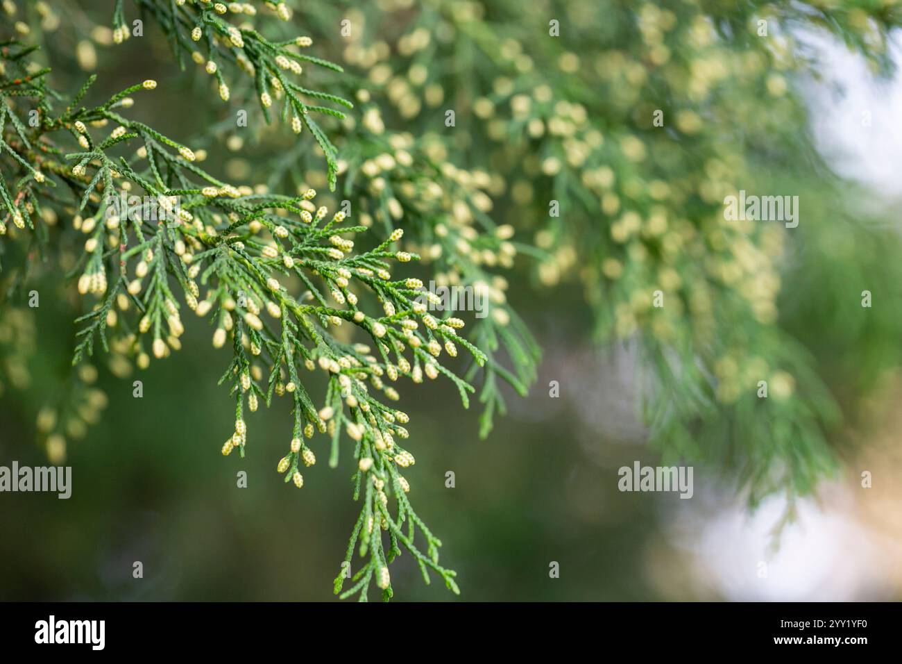 Green Juniperus excelsa, the Greek juniper evergreen tree branch fur ...