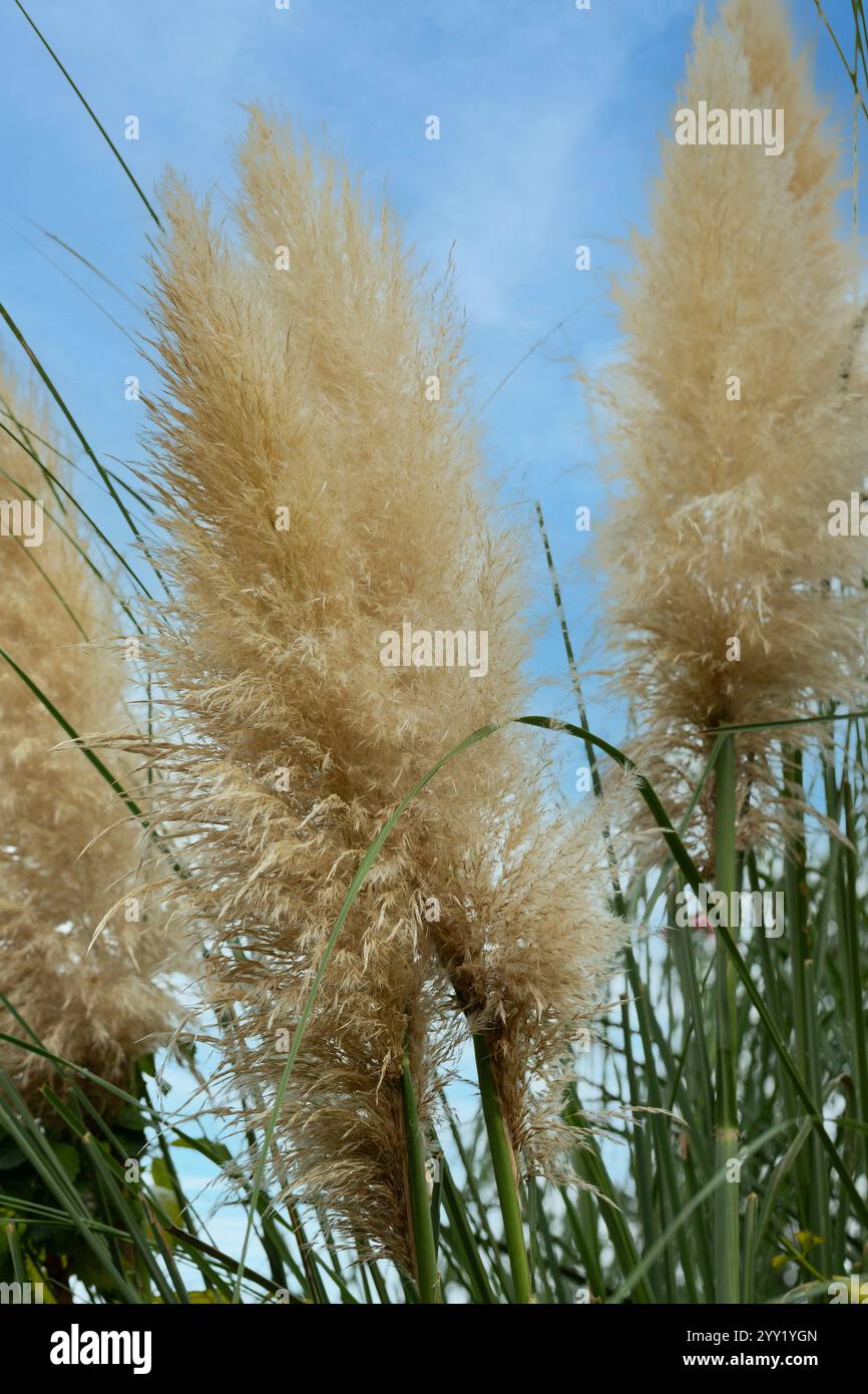 Abstract natural background of soft plants Cortaderia selloana. Pampas ...