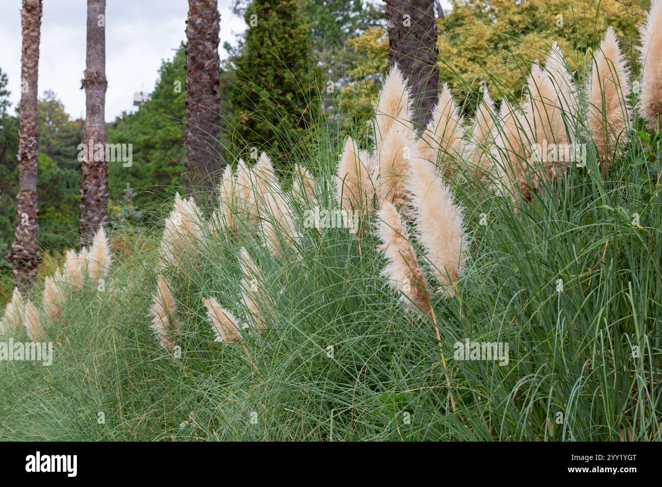 Abstract natural background of soft plants Cortaderia selloana. Pampas ...