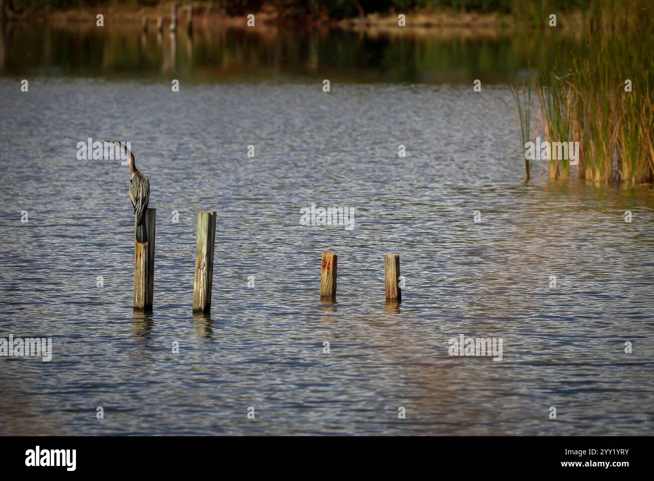 Large female Anhinga perched and hunting over the wetland Stock Photo ...