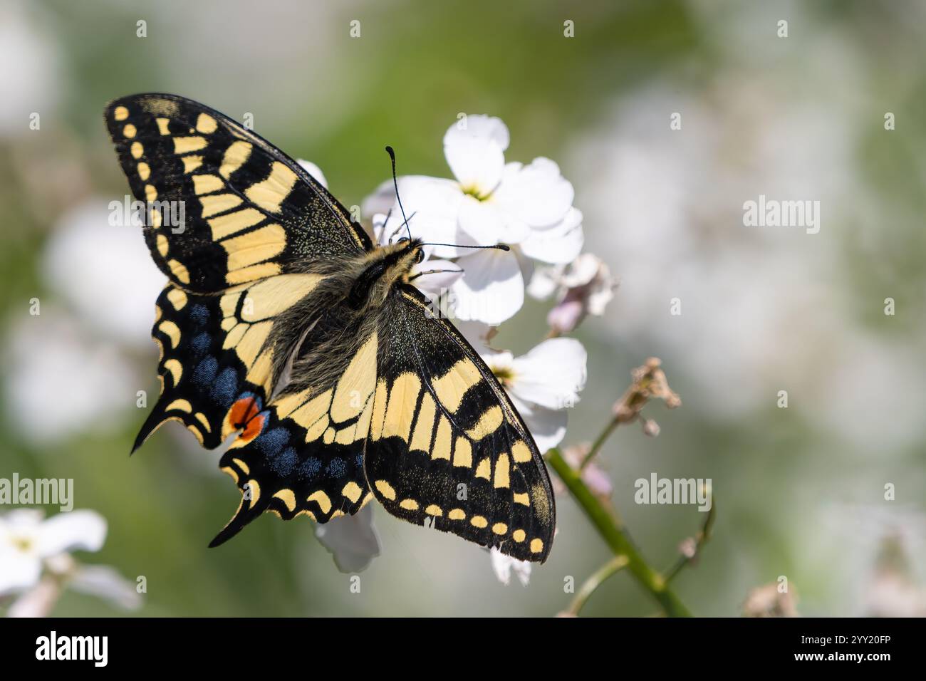 Old world swallowtail butterfly (Papilio machaon) feeding, Norfolk, UK ...