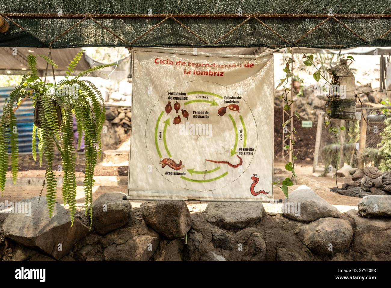 Poster of the Lifecycle Diagram of the Caecilian Amphibian Worm in a ...
