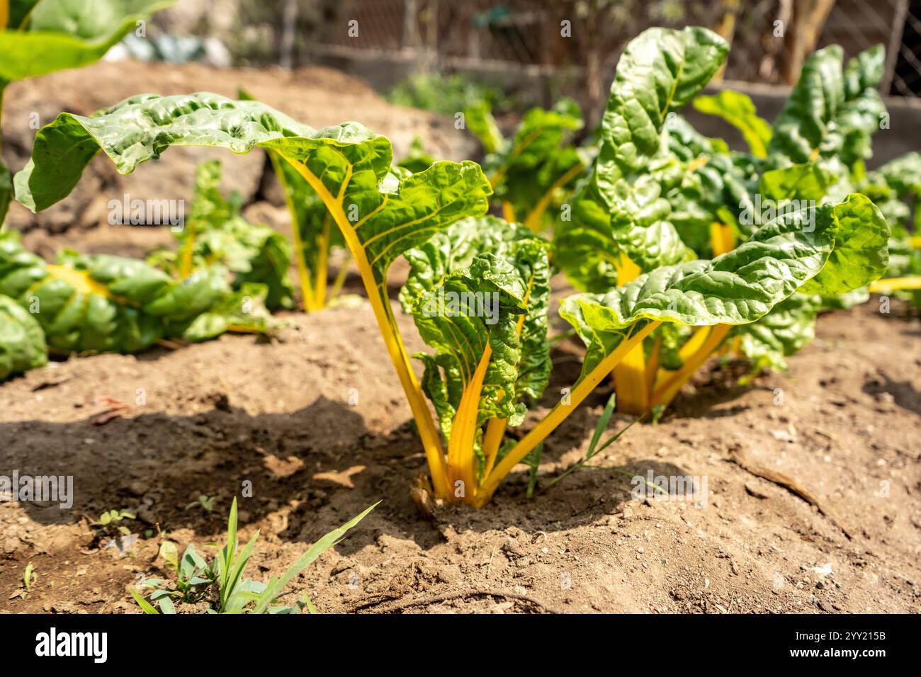 Chard Growing one After the other in the Sunny Vegetable Garden Stock ...