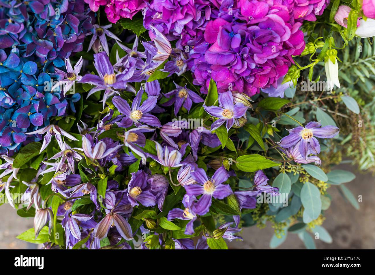 Purple flowers clematis integrifolia hi-res stock photography and ...