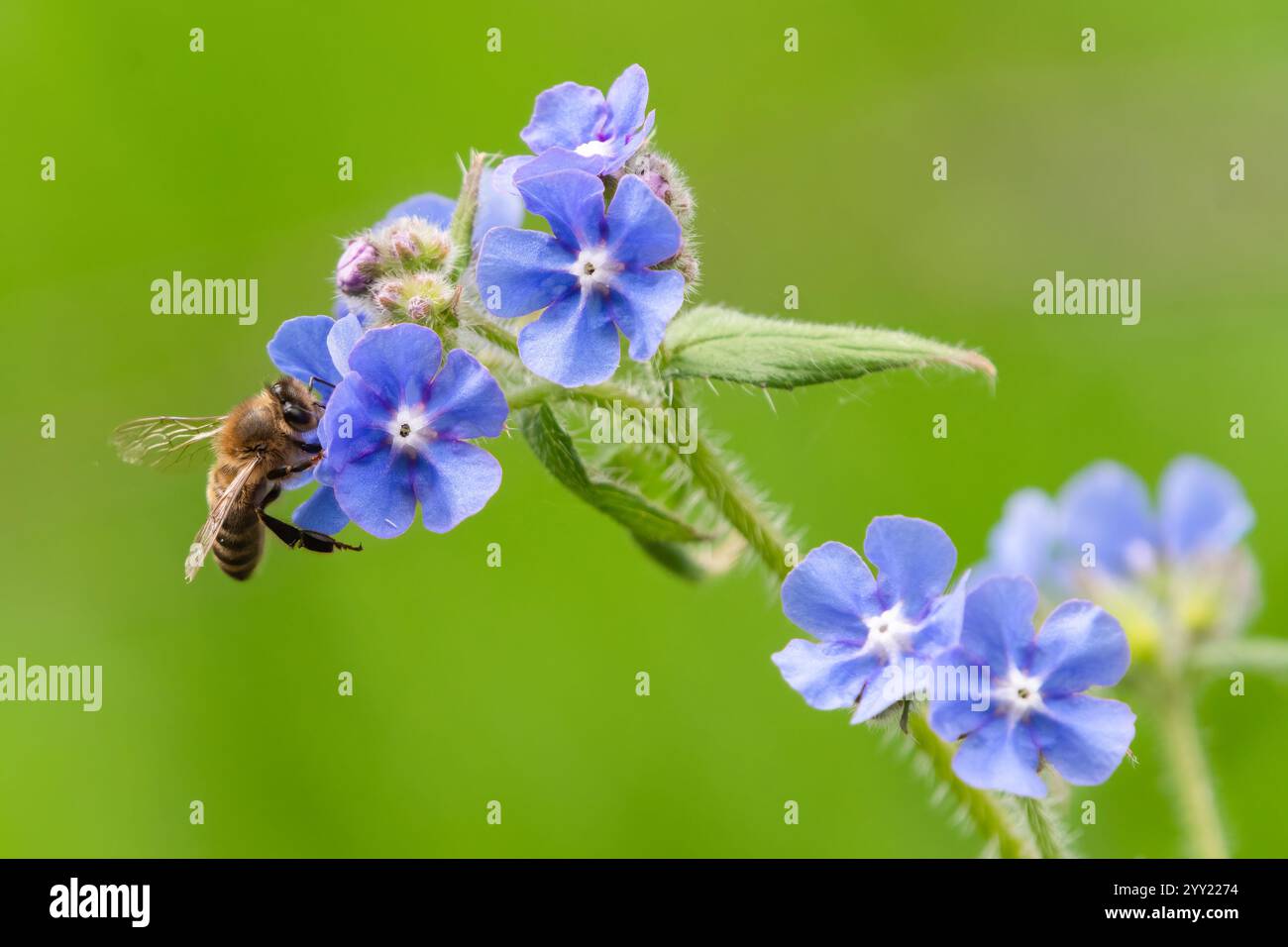 European or western honey bee (Apis mellifera) feeding in an English ...