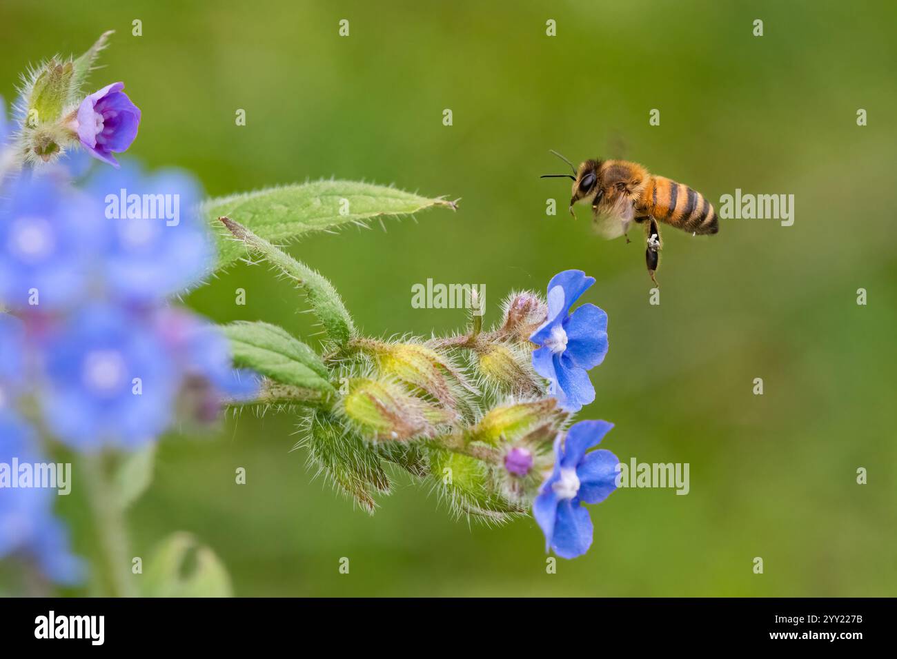 European or western honey bee (Apis mellifera) feeding in an English ...