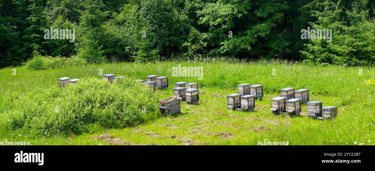 Apiary in the forest. Wooden hives for honey bees among green grass and ...