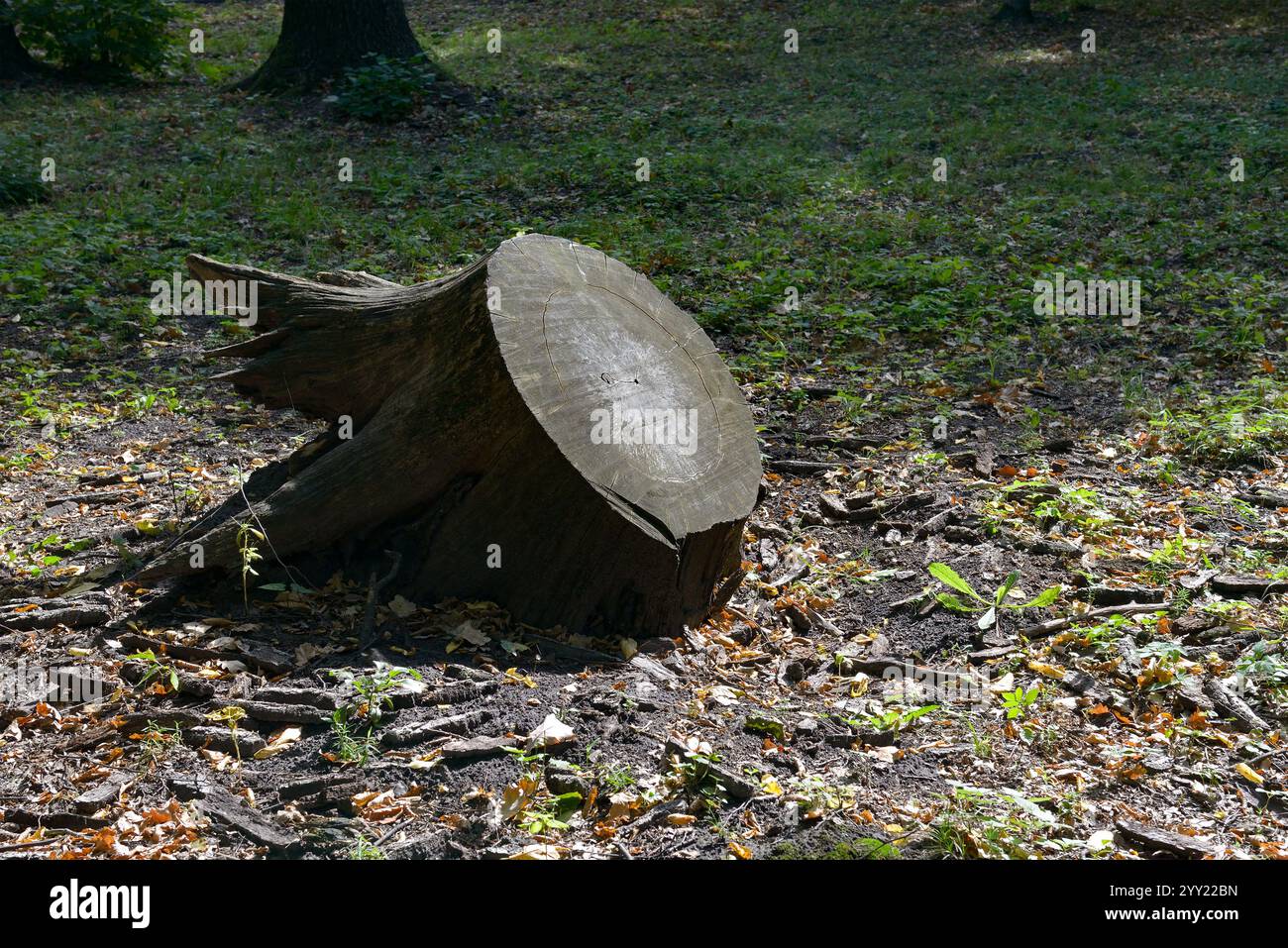 Old tree stump trunk hi-res stock photography and images - Alamy
