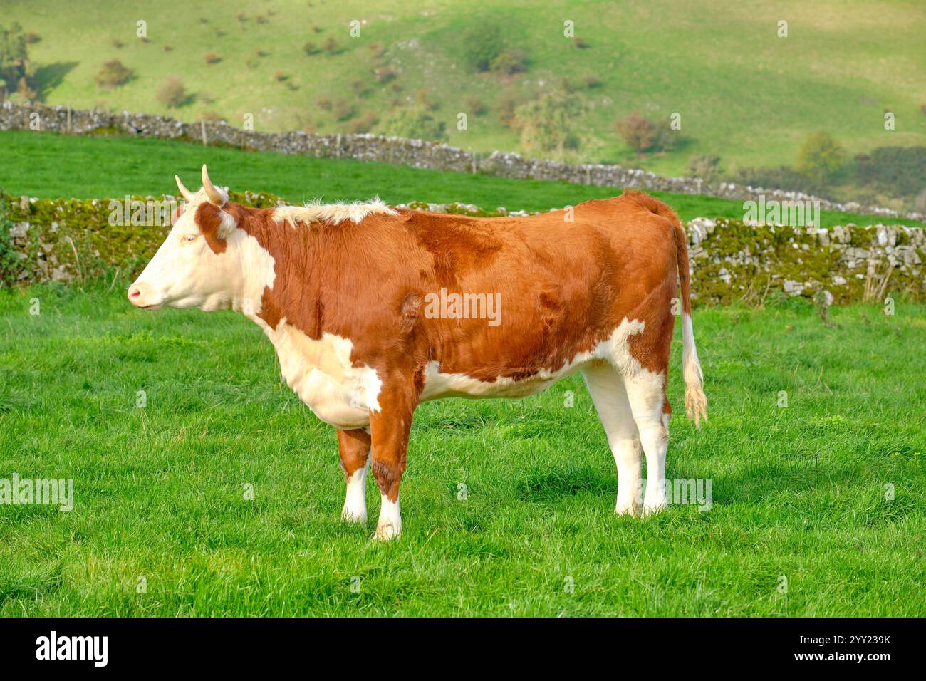Solitary cow standing hi-res stock photography and images - Alamy