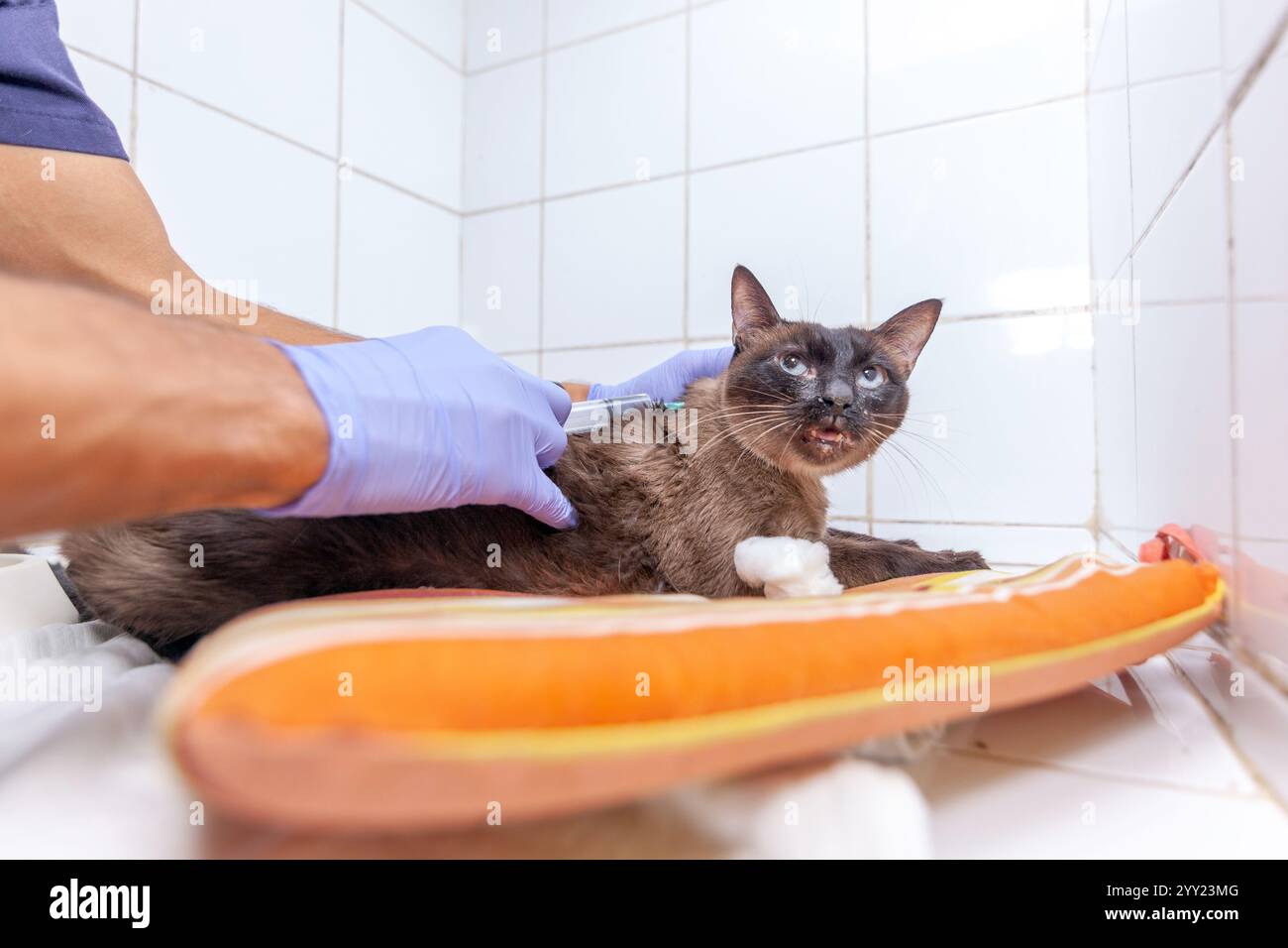 Pet treated by a veterinarian Stock Photo - Alamy